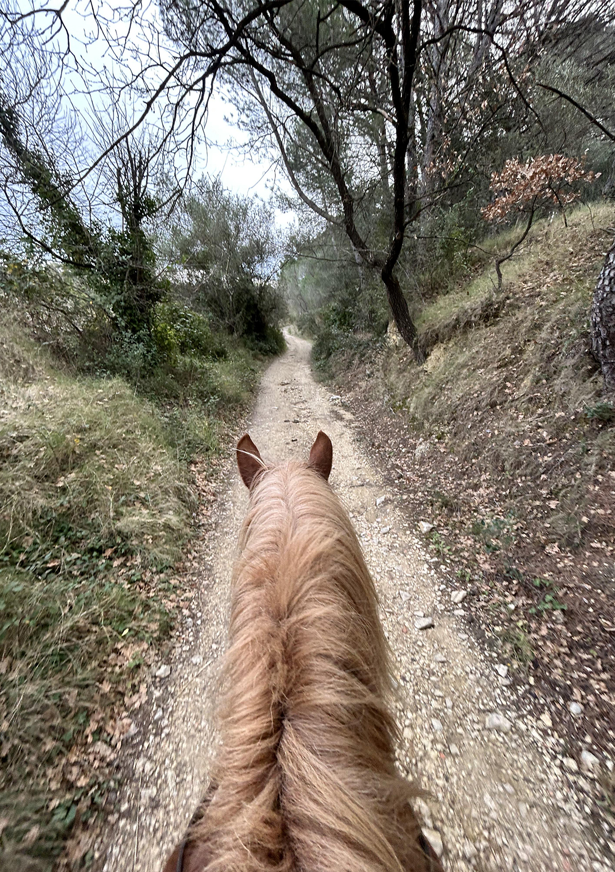Promenade à cheval - Conseil départemental du Gard - www.gard.fr